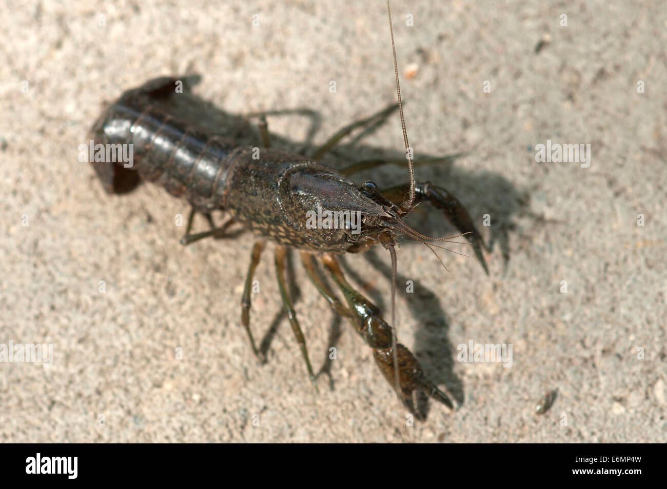 European Crayfish (Astacus astacus), captive, Germany Stock Photo - Alamy