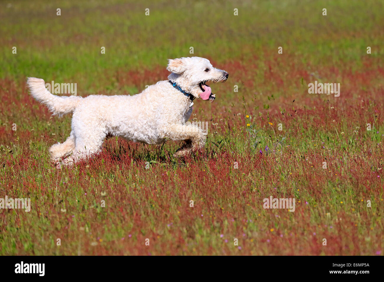 Labradoodle, adult, male, running on grass, Germany Stock Photo - Alamy