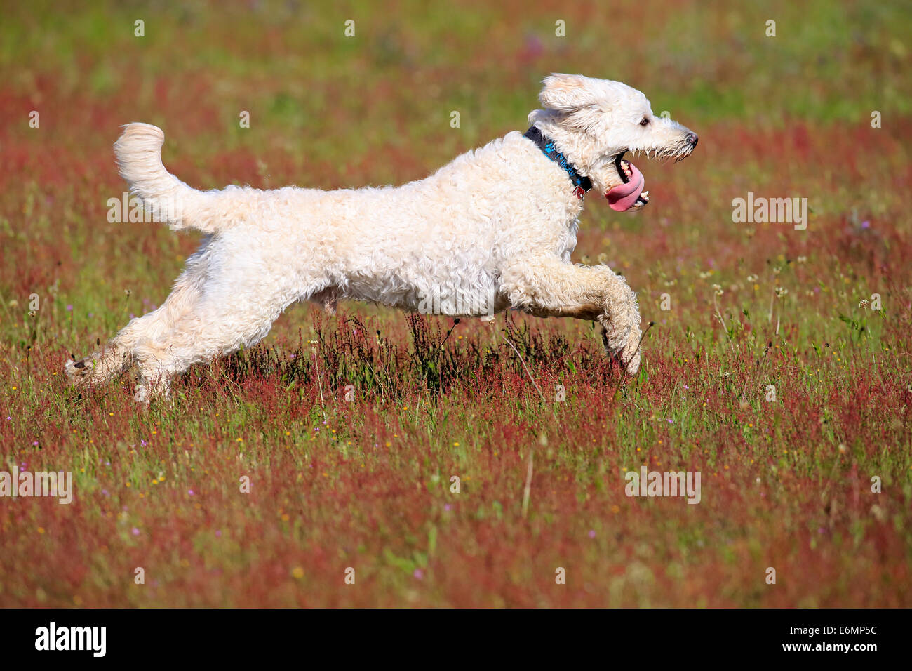 Are Labradoodles Good Running Dogs