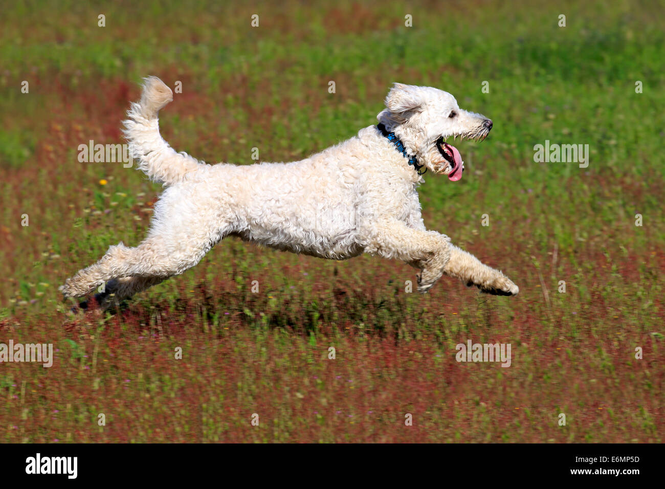 Labradoodle side view hi-res stock photography and images - Alamy
