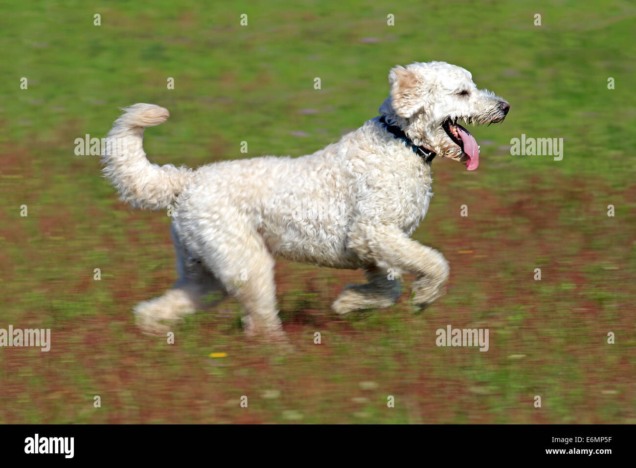 Labradoodle side view hi-res stock photography and images - Alamy