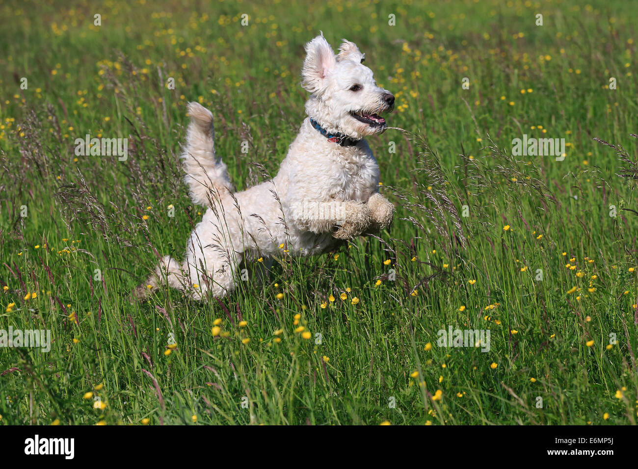 Labradoodle, adult, male, running on grass, Germany Stock Photo - Alamy
