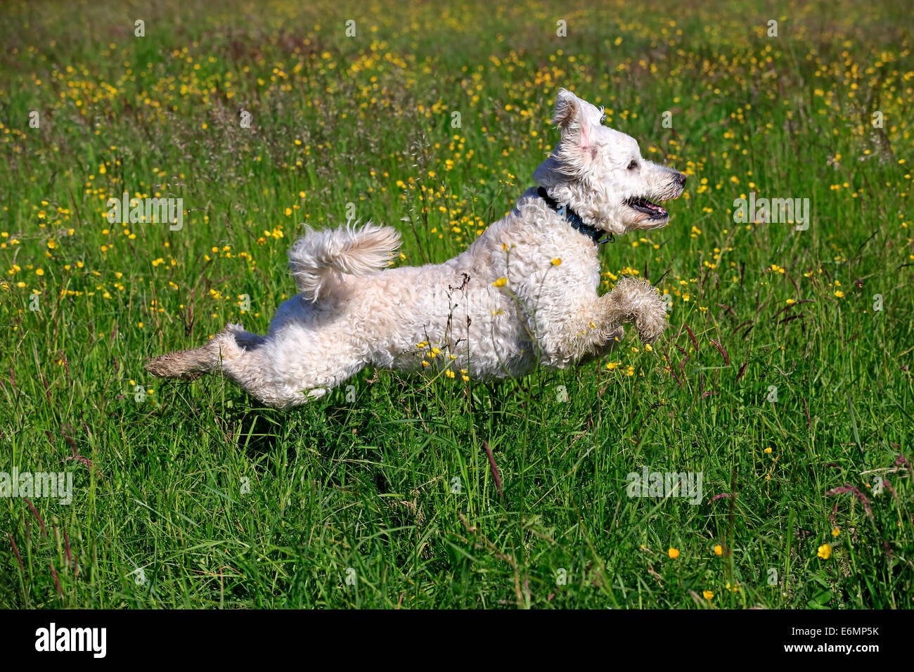 Labradoodle side view hi-res stock photography and images - Alamy