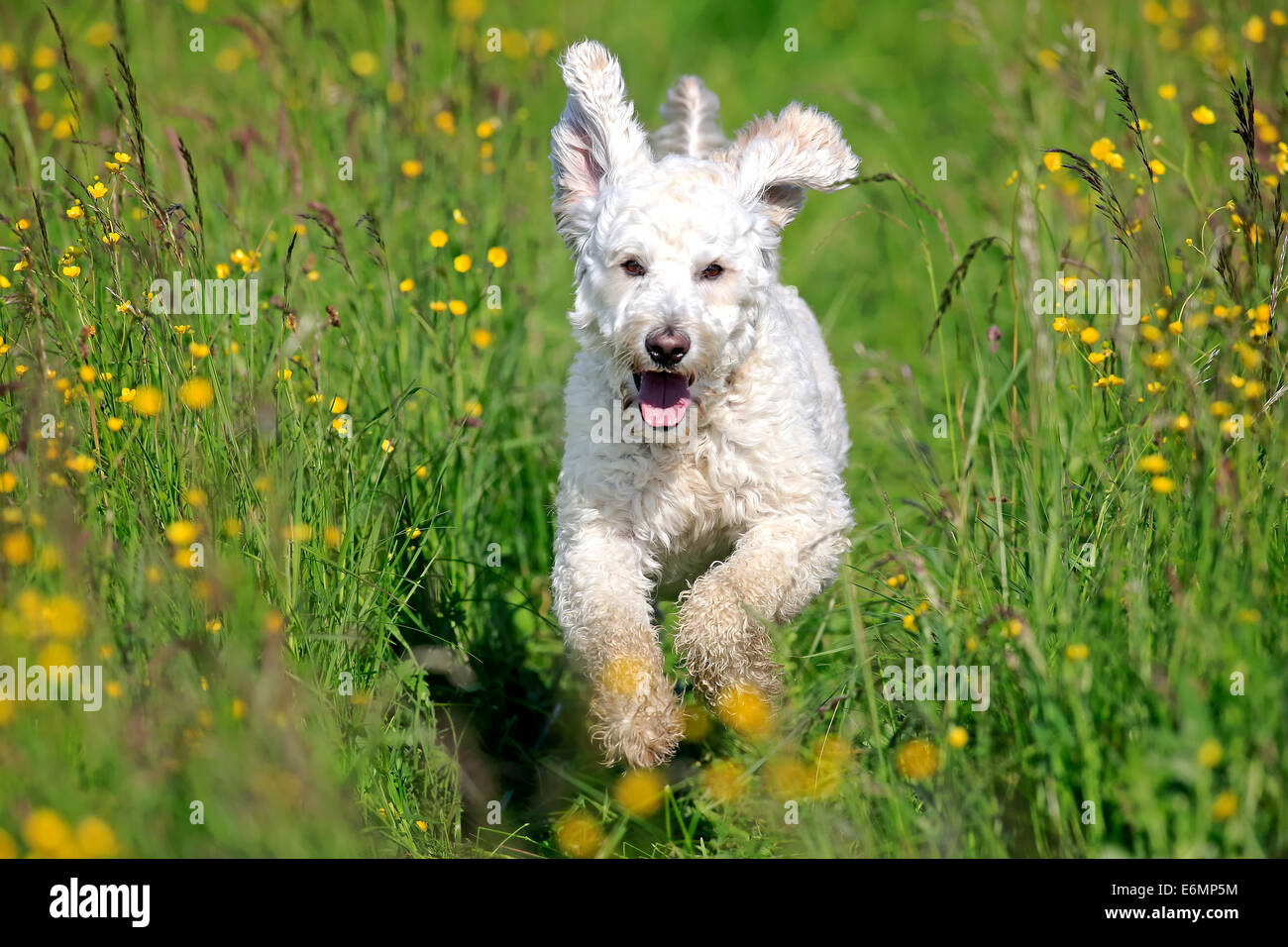 Labradoodle, adult, male, running on grass, Germany Stock Photo - Alamy