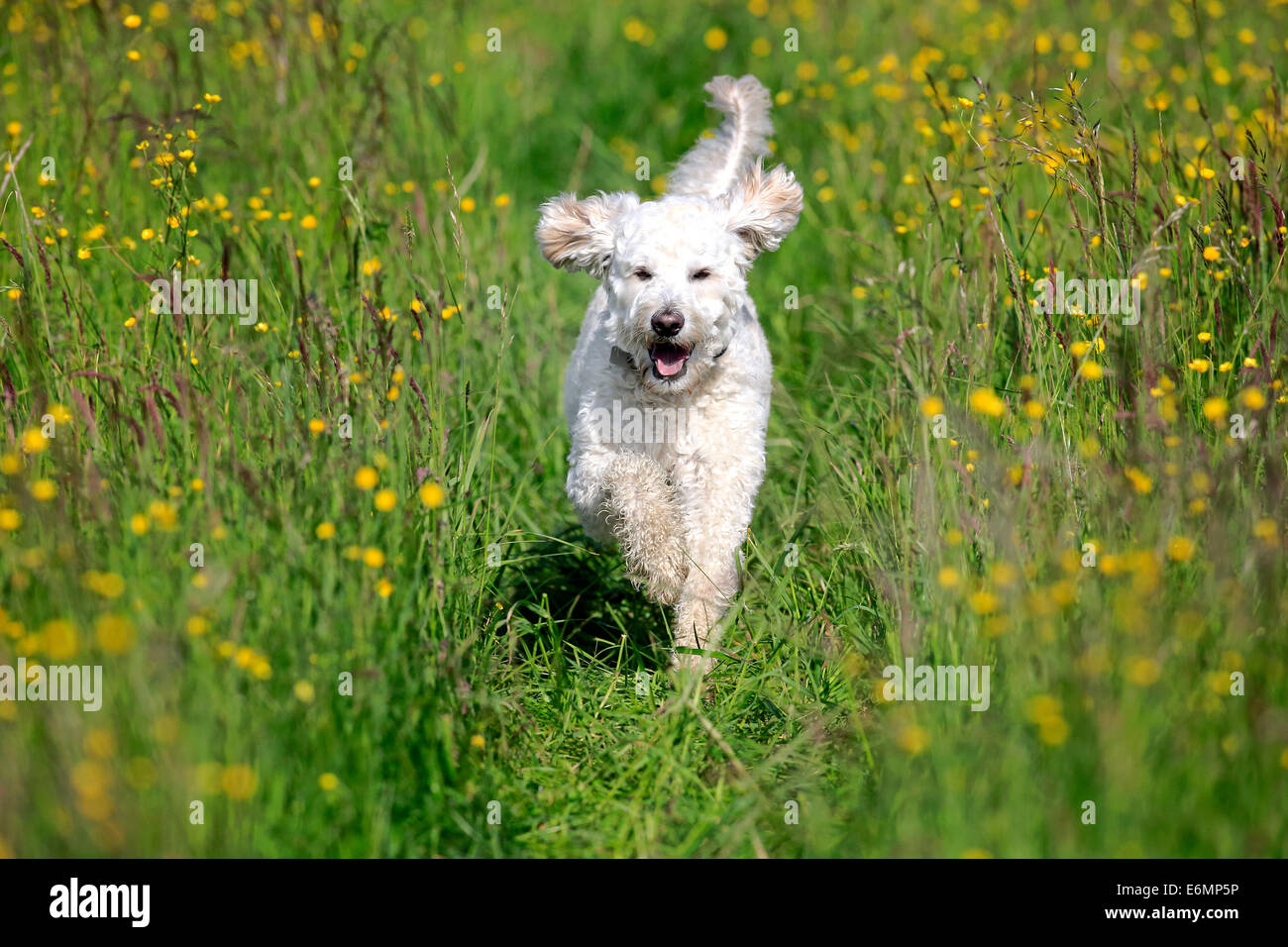 Labradoodle, adult, male, running on grass, Germany Stock Photo - Alamy