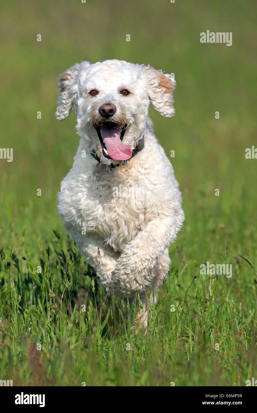 Labradoodle, adult, male, running on grass, Germany Stock Photo - Alamy