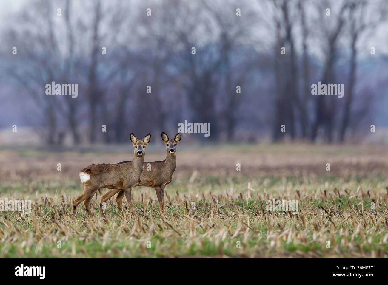 Two young roe deer hi-res stock photography and images - Alamy