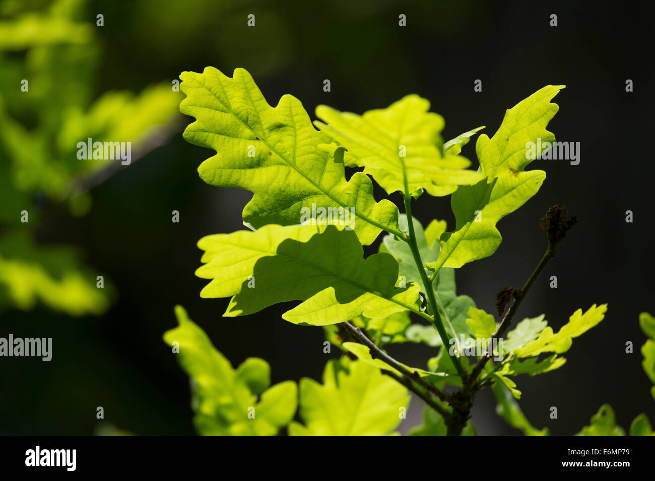 English Oak, oaks, leaf, leaves, Eichenlaub, Eichenblatt, Eichenblätter ...