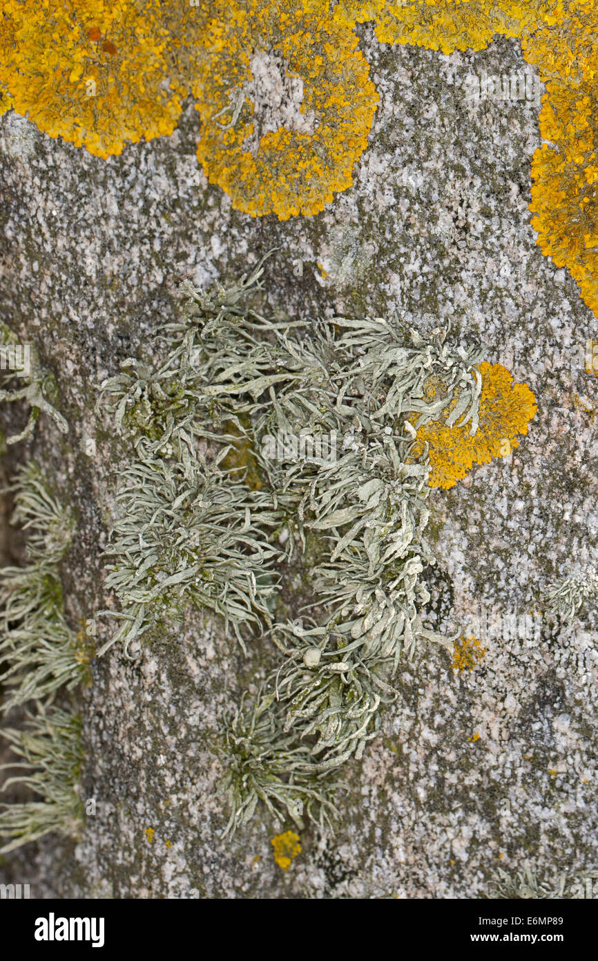 Sea Ivory Lichen on rocks and stone walls on coastland, Grüngraue ...