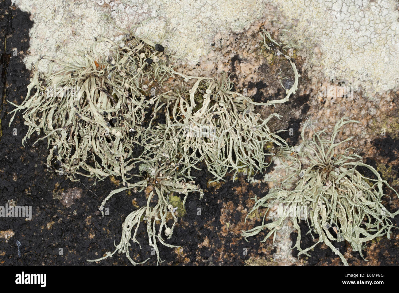 Sea Ivory Lichen on rocks and stone walls on coastland, Grüngraue ...