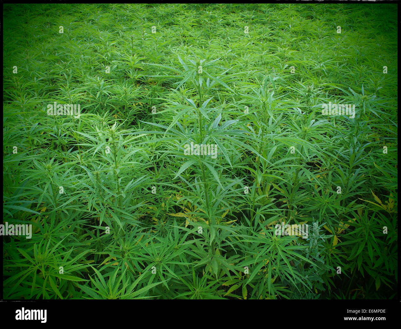 Field hemp plants seen in hi-res stock photography and images - Alamy