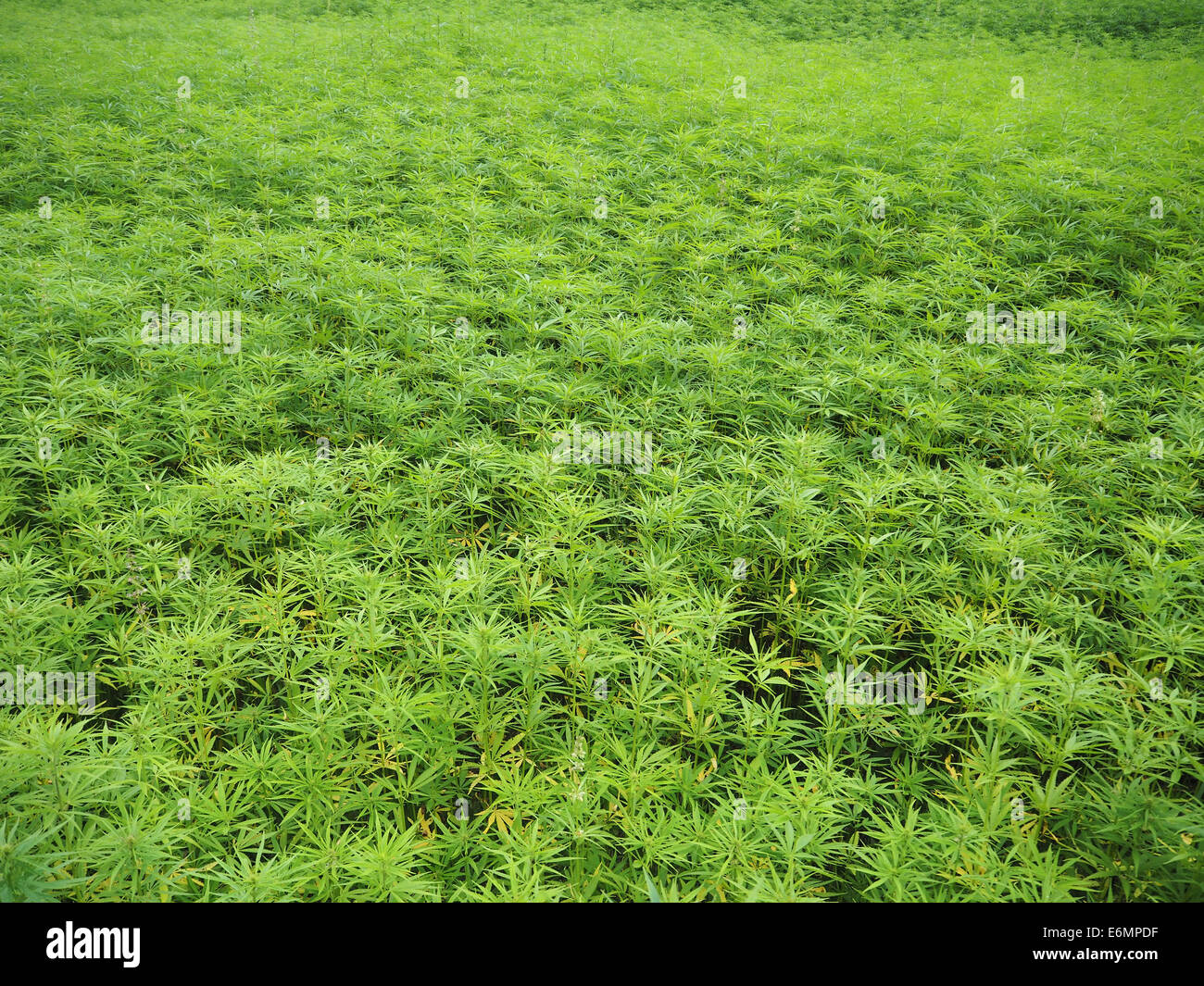 A field of hemp plants is seen in northern France on July 19, 2014 ...