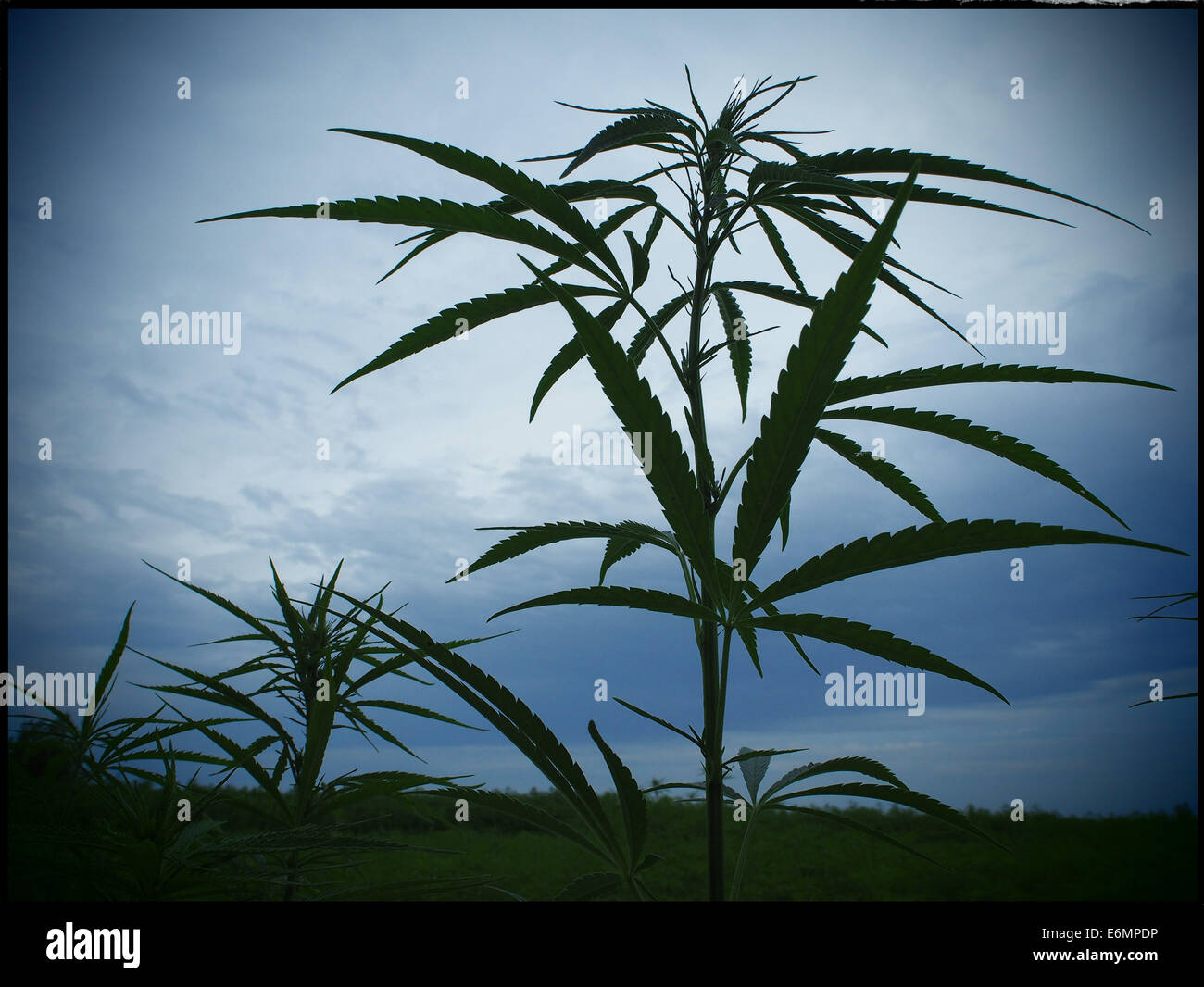 Field hemp plants seen in hi-res stock photography and images - Alamy