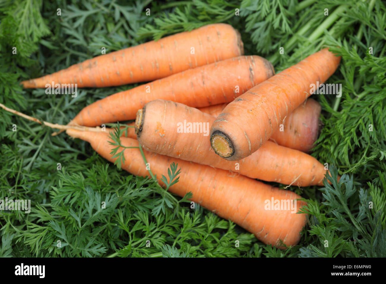 Fresh organic carrots on a carrot tops background Stock Photo - Alamy