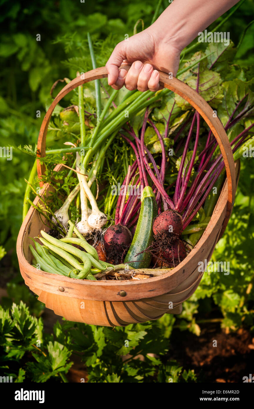 Trug vegetables hi-res stock photography and images - Alamy