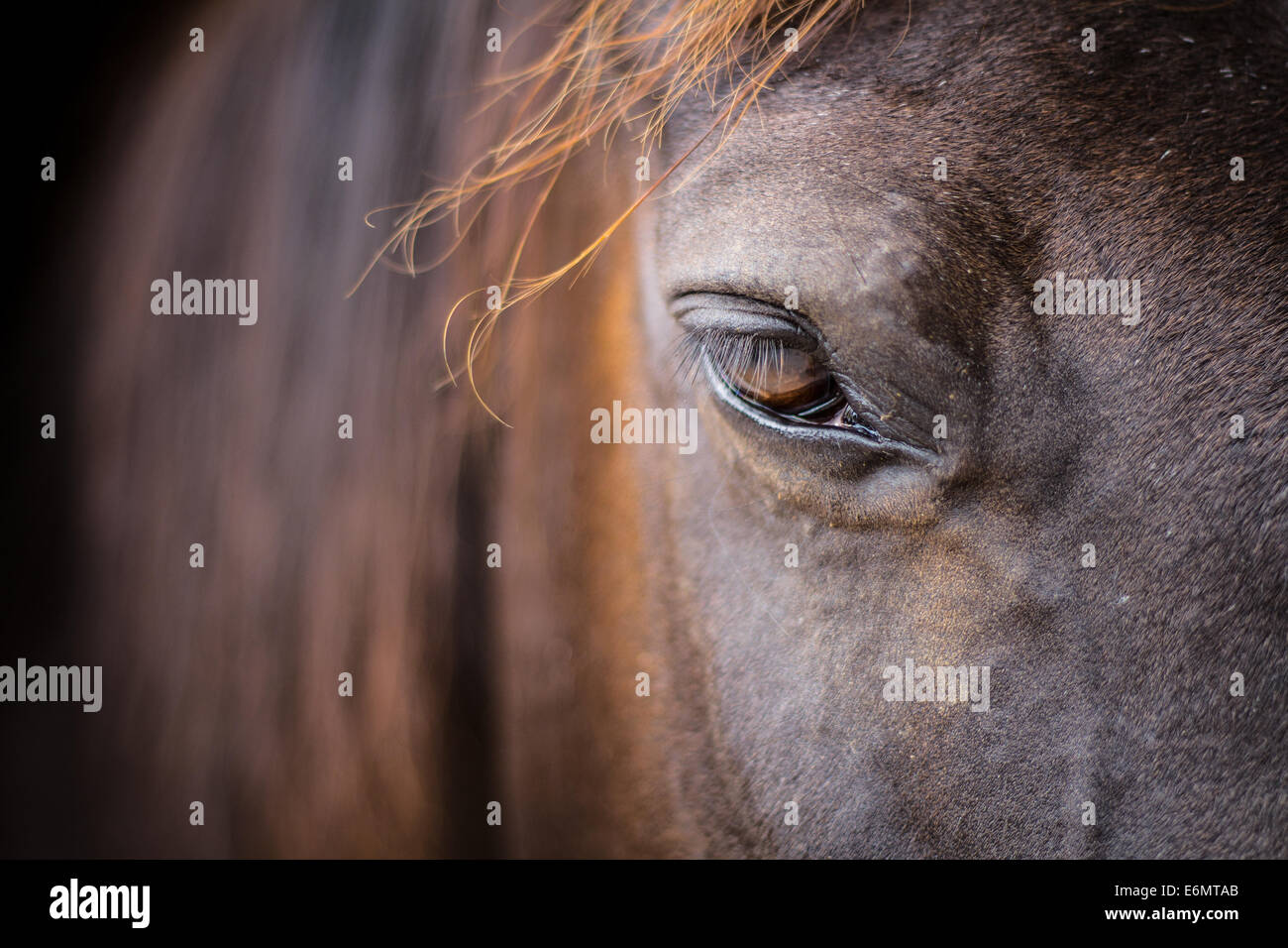 Close-up head shot of a horse in its stable, focused on its eye Stock ...