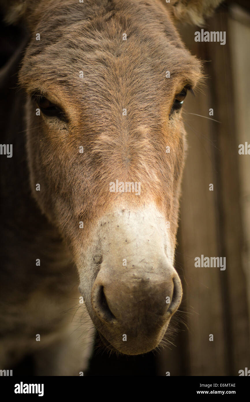 Donkey field animal head hi-res stock photography and images - Alamy