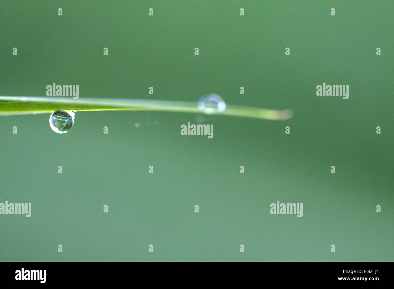 Dew on leaf Stock Photo - Alamy