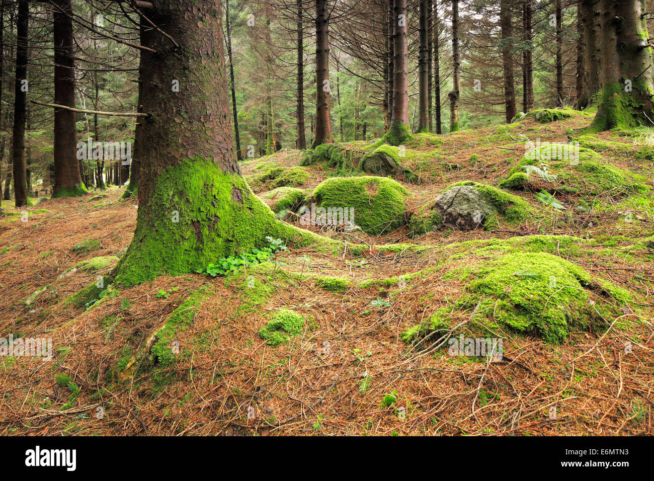 Mossy rocks and stones in the forest Stock Photo - Alamy