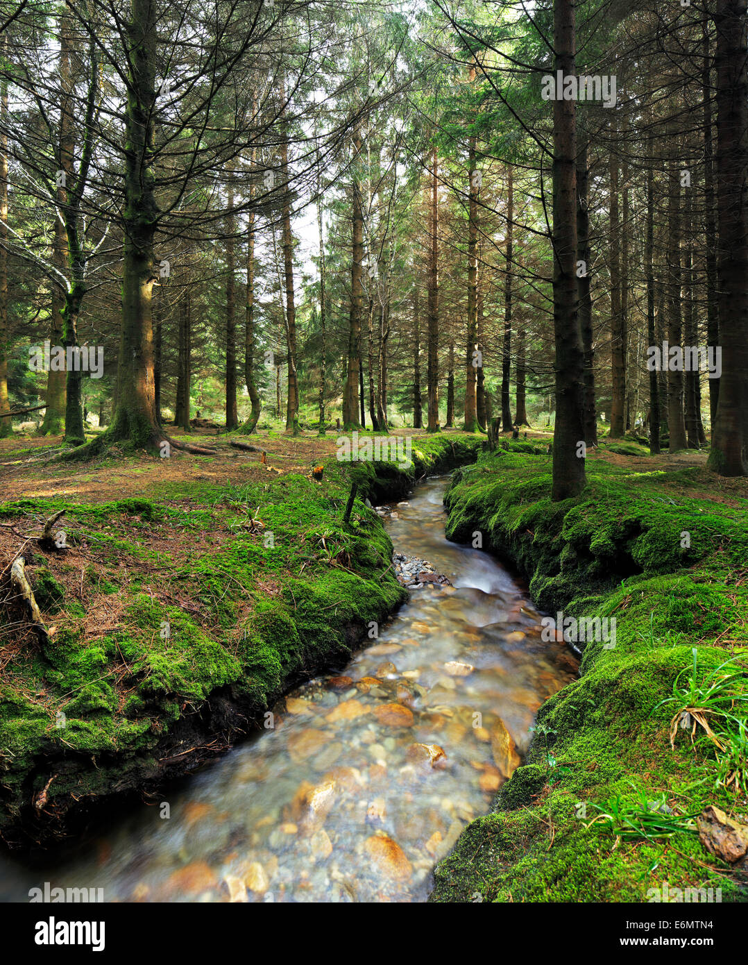 Stream in the forest surrounded by a beautiful scenic Stock Photo - Alamy