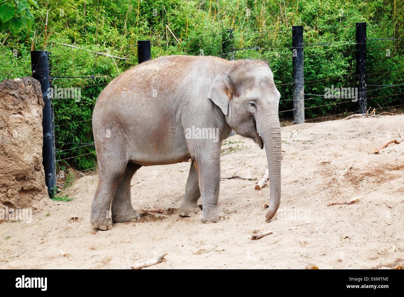 Female elephant hi-res stock photography and images - Alamy