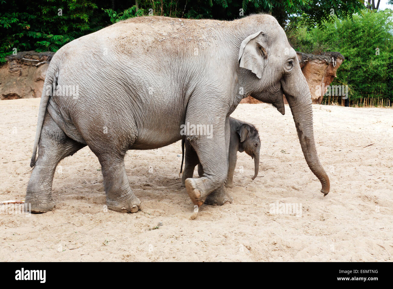 Mother elephant with her newborn baby elephant calf Stock Photo - Alamy