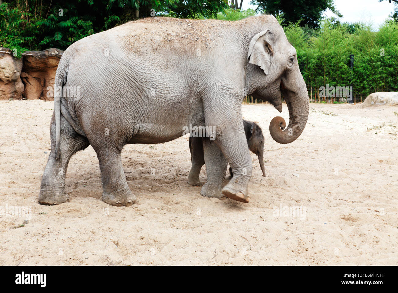 Calf elephant eating grass hi-res stock photography and images - Alamy
