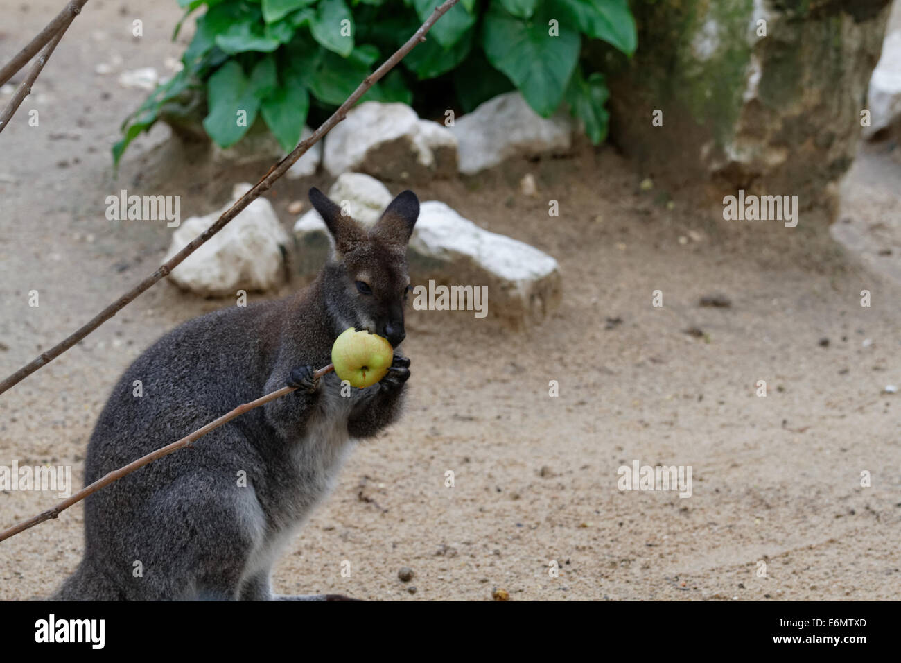 Pretty face wallaby hi-res stock photography and images - Alamy