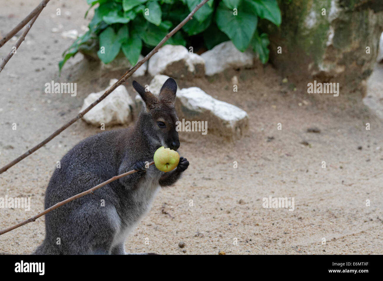 Wallaby pretty face macropus hi-res stock photography and images - Alamy