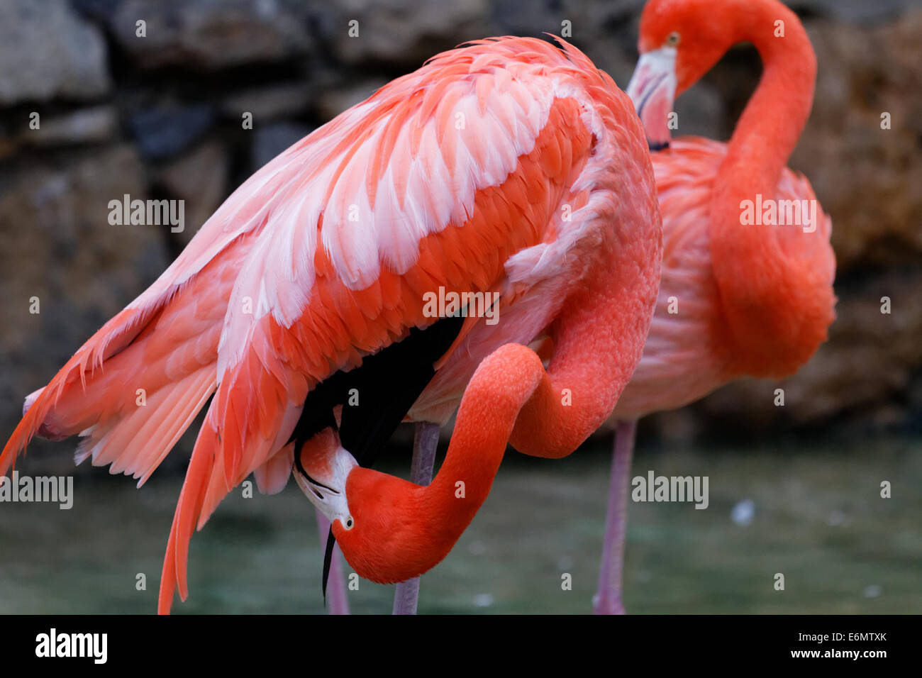 Phoenicopterus Ruber, Lisbon Zoo, Protugal Stock Photo - Alamy