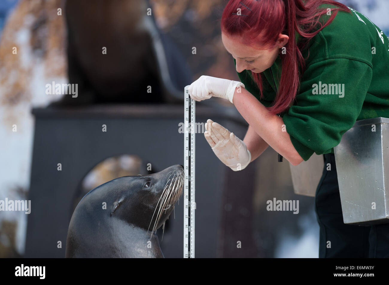 Whipsnade Zoo, Bedfordshire, UK. 27th August, 2014. Weigh-in day at ...