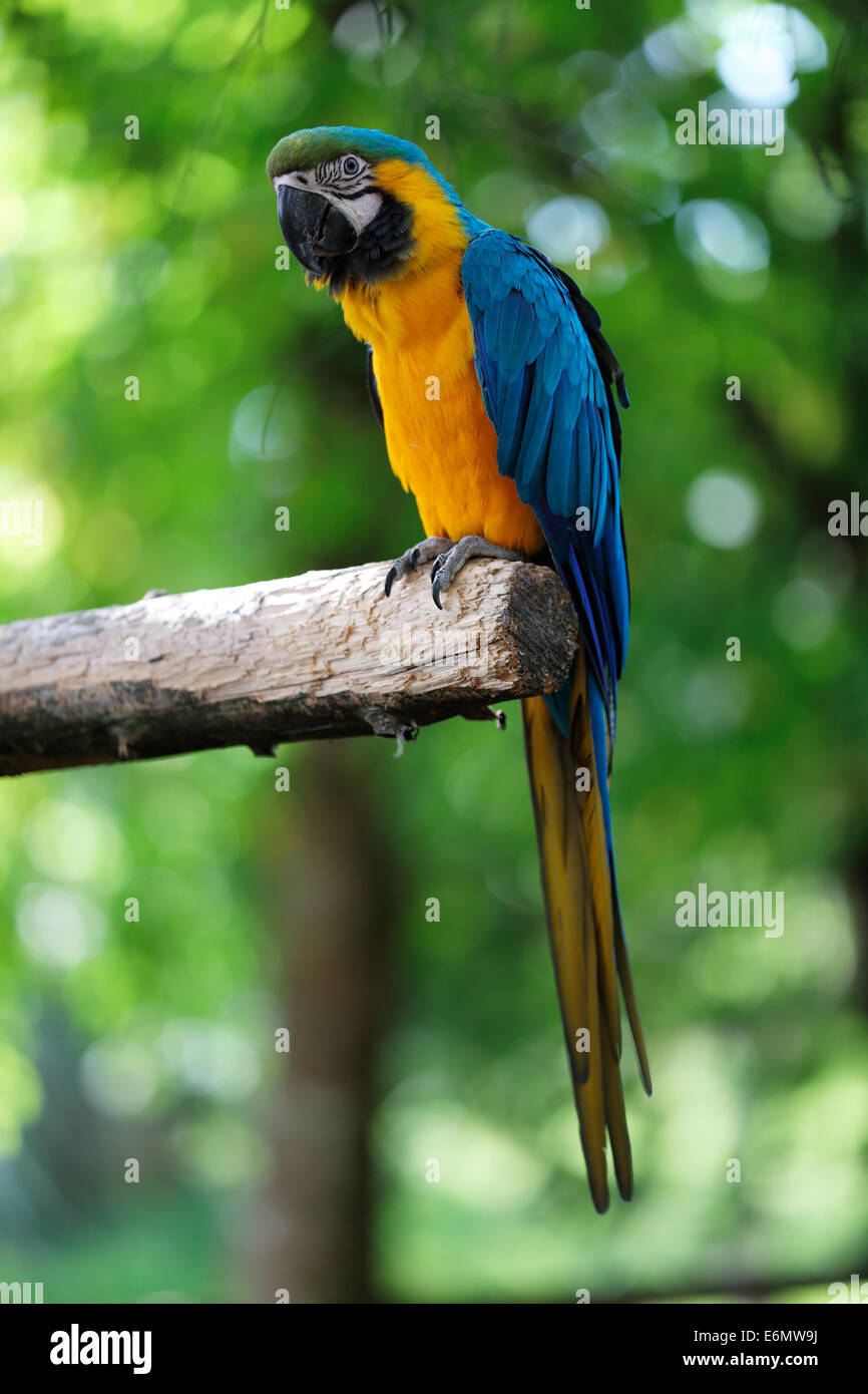 Blue and Gold Macaws are one of the largest members of the Parrot ...