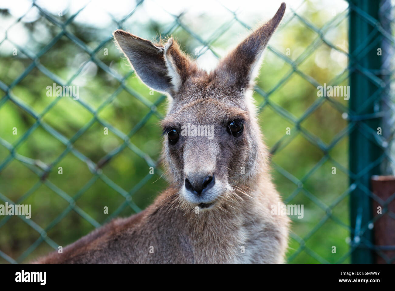 Kangaroo enclosure hi-res stock photography and images - Alamy