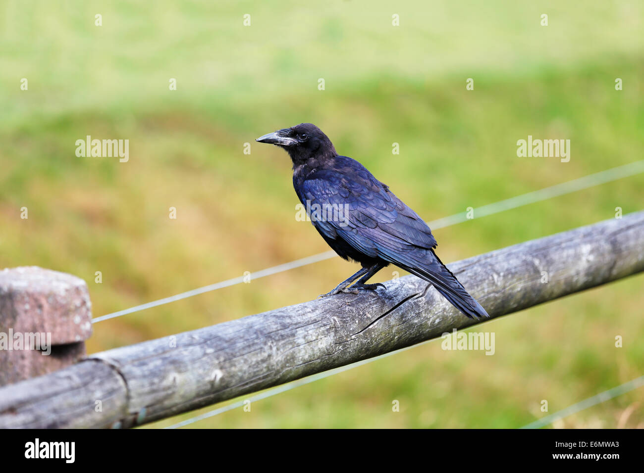 Crow sitting on a wooden fence against a green background Stock Photo ...