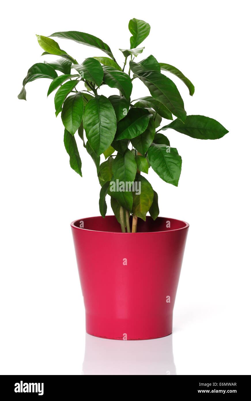 Young lemon tree in a pink pot on white background Stock Photo - Alamy