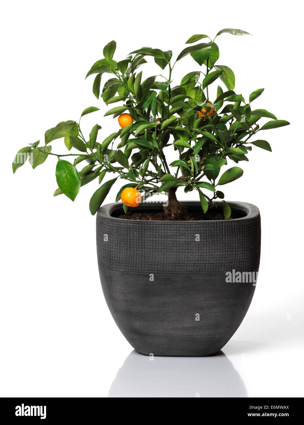 Orange tree pot hi-res stock photography and images - Alamy