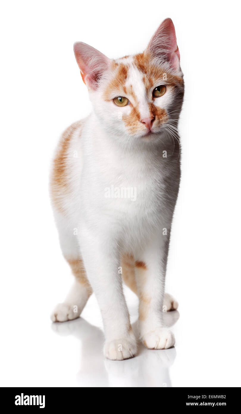 Young white and red cat on a white background Stock Photo - Alamy