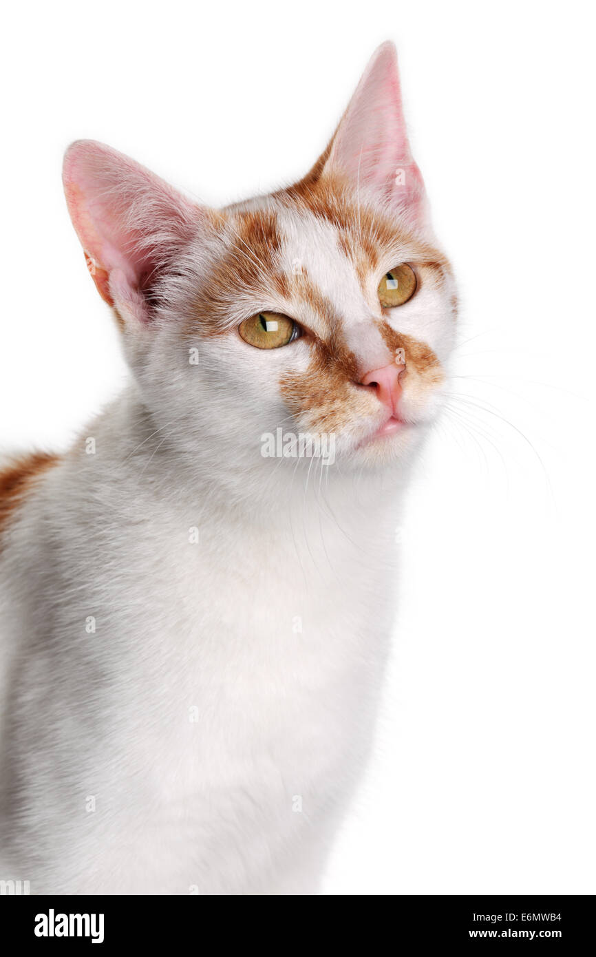 Young white and red cat on a white background Stock Photo - Alamy