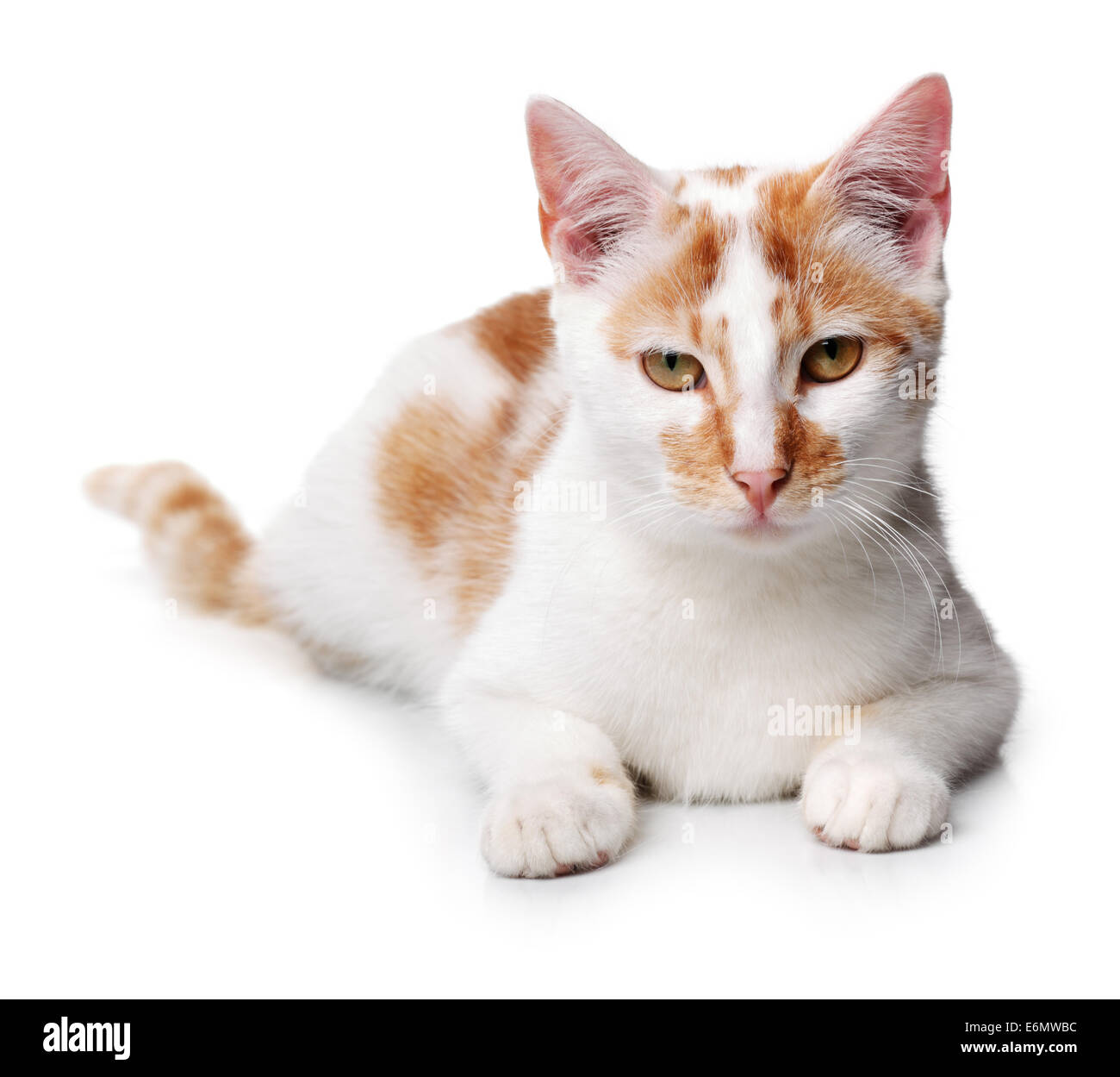 Young white and red cat on a white background Stock Photo - Alamy