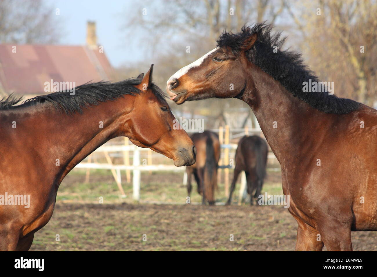 Two bay horses nuzzling each other Stock Photo - Alamy