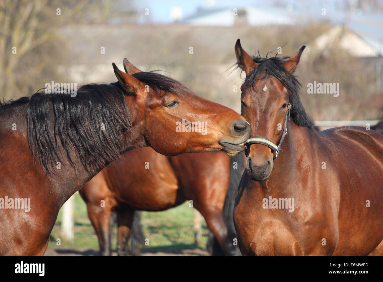 Two bay horses nuzzling each other Stock Photo - Alamy