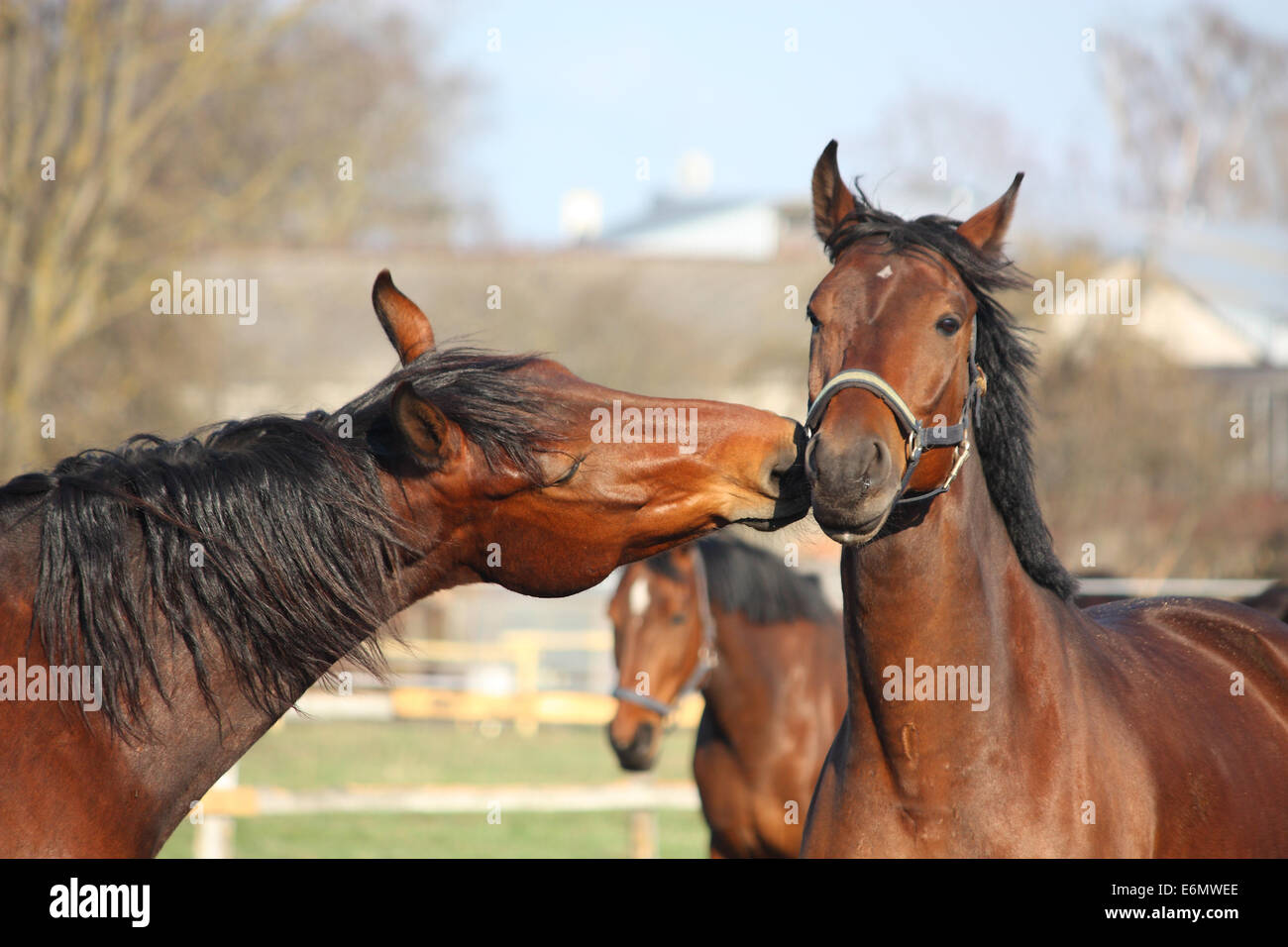 Two bay horses nuzzling each other Stock Photo - Alamy