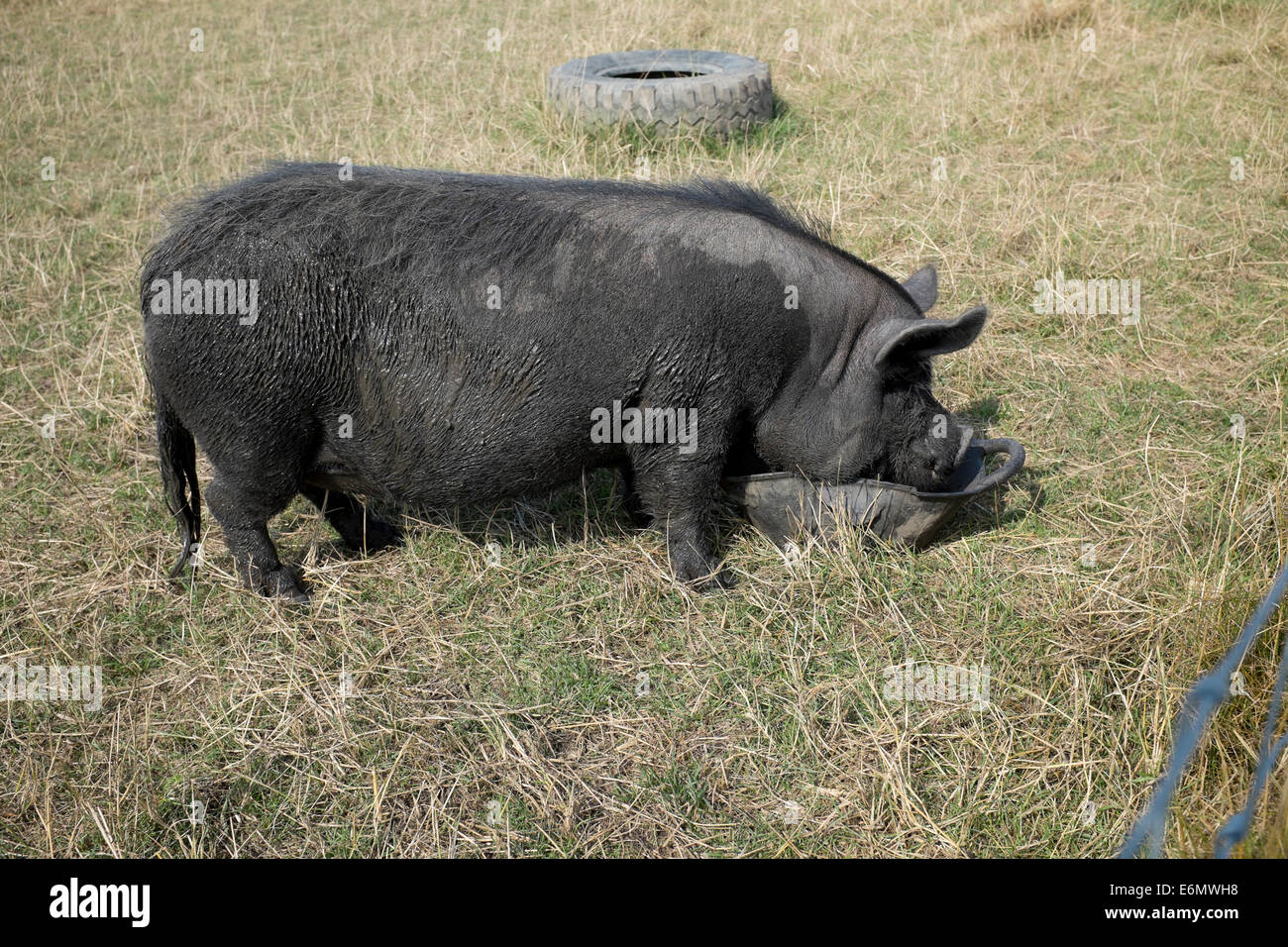 Rare breed pig hi-res stock photography and images - Alamy