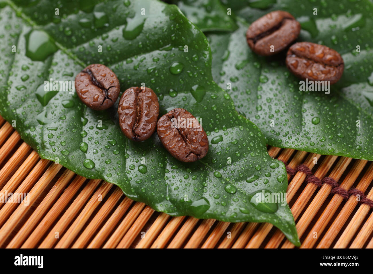 Coffee bean with leaves hi-res stock photography and images - Alamy