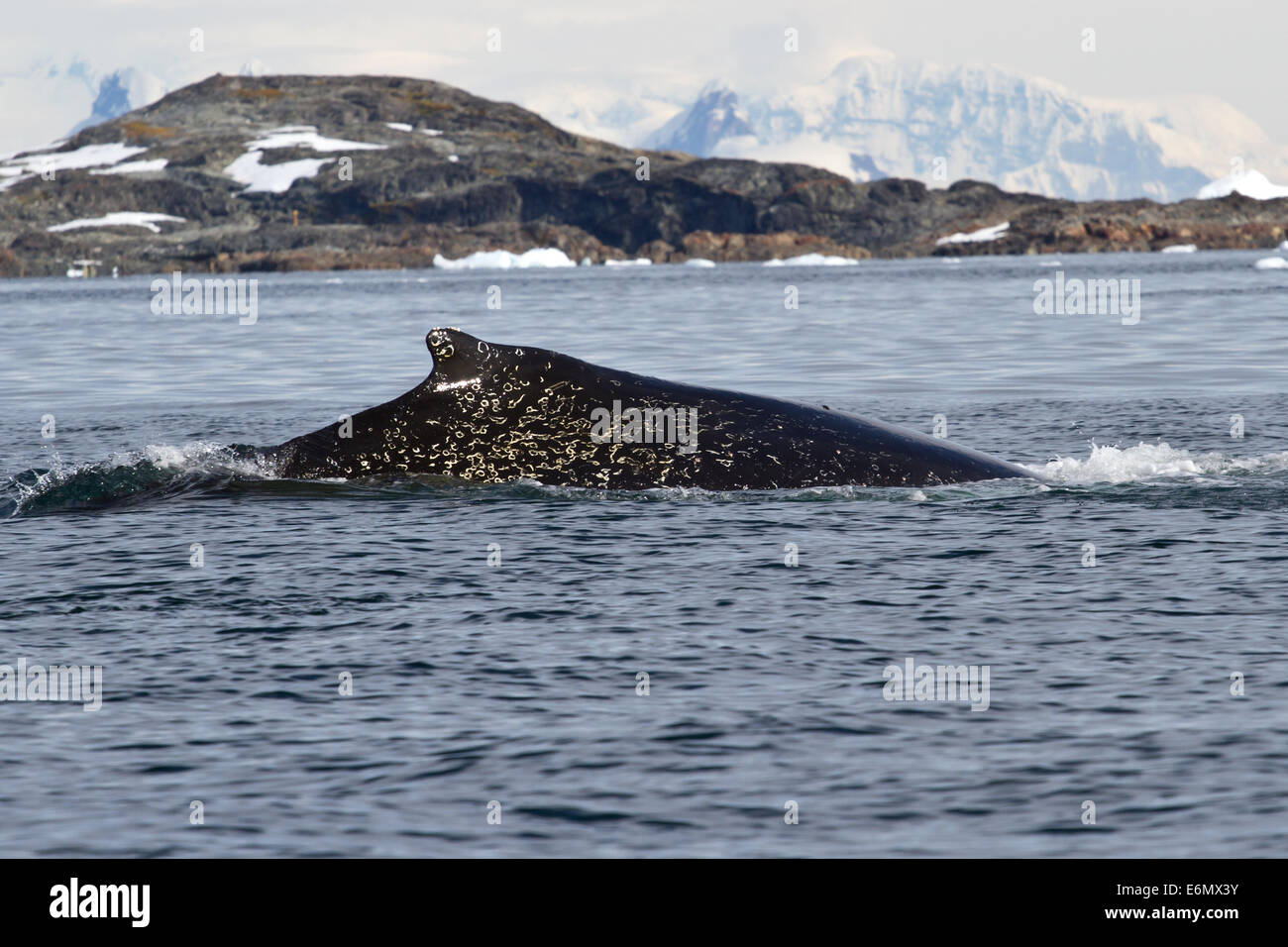 Seals and whales in the antarctic hi-res stock photography and images ...