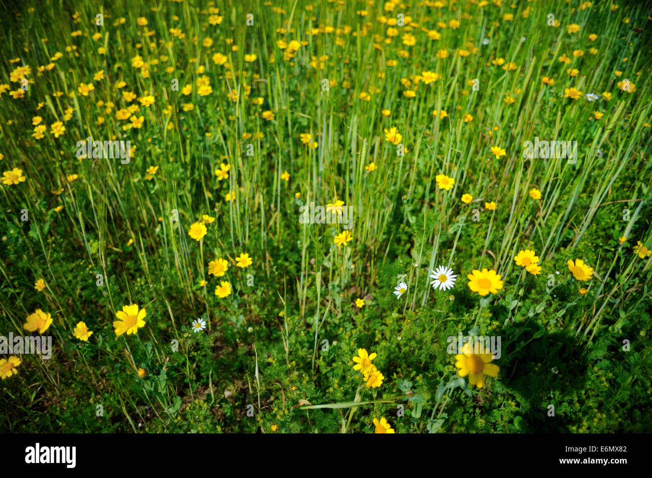 corn marigold chrysanthemum segetum yellow flower Stock Photo - Alamy