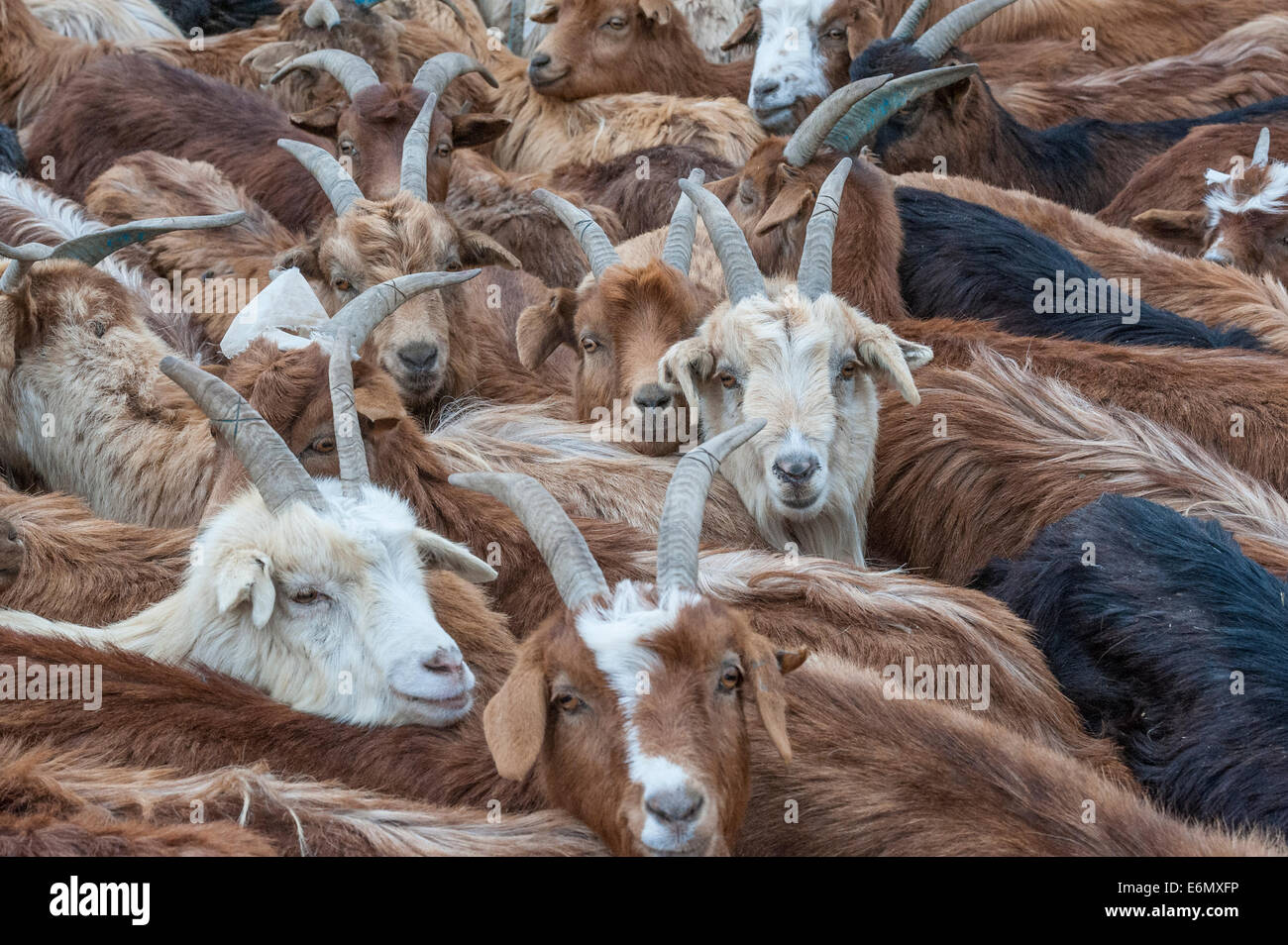 Mongolian goats hi-res stock photography and images - Alamy