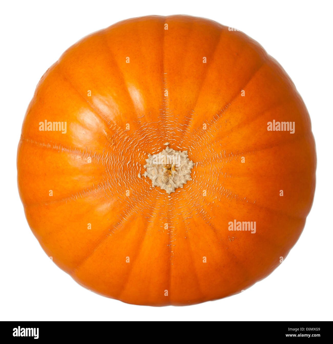 Bottom of pumpkin isolated on white background. Fresh and orange Stock ...