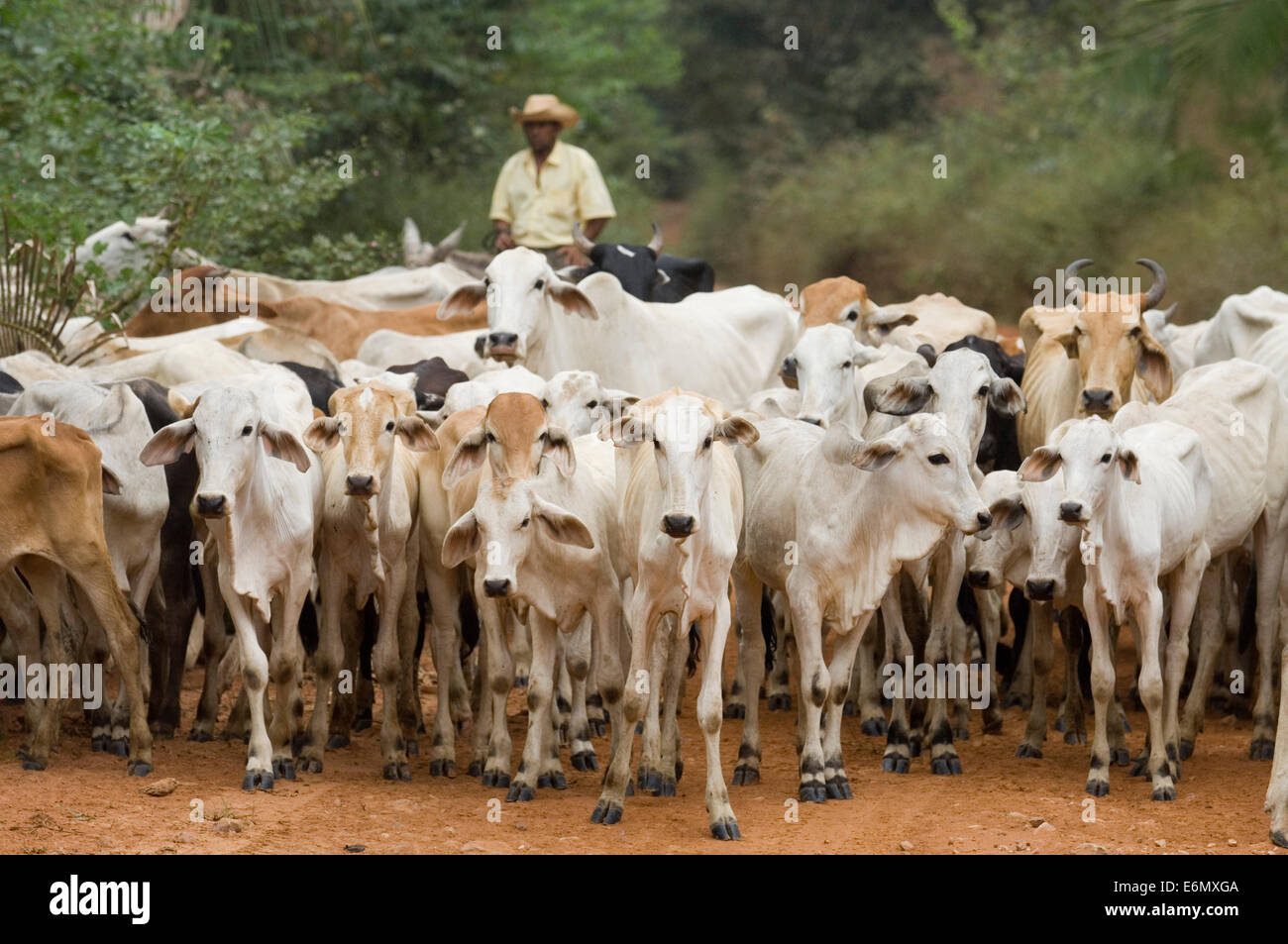 Transhumance of the herd before the arrival of the rainy season with a ...