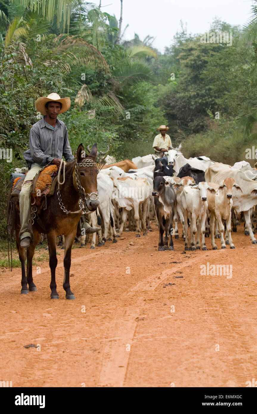 Transhumance of the herd before the arrival of the rainy season and two ...
